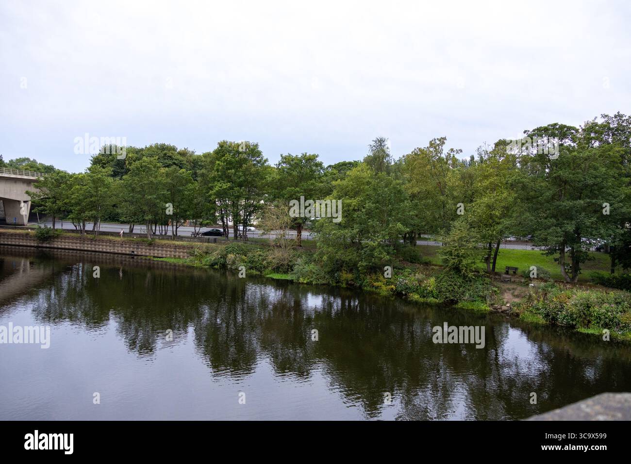 Tranquil riverbank dense trees under hi-res stock photography and ...