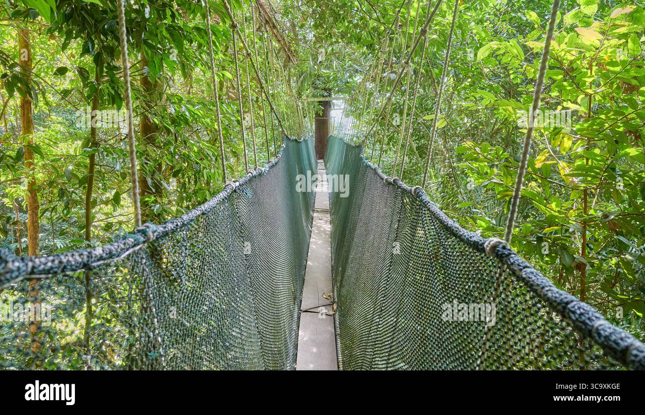 View of an evergreen rainforest canopy walkway, Borneo, Malaysia Stock ...