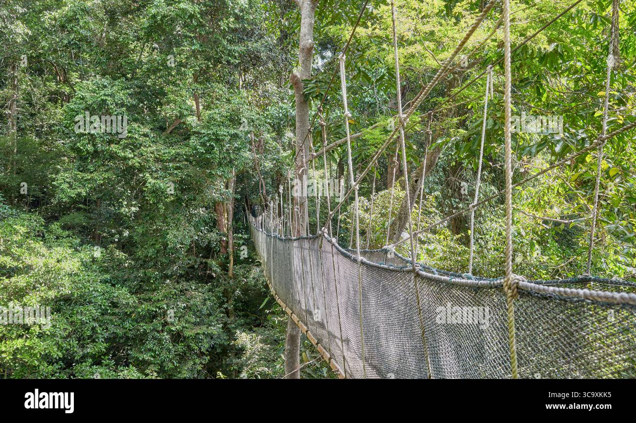 View of an evergreen rainforest canopy walkway, Borneo, Malaysia Stock ...