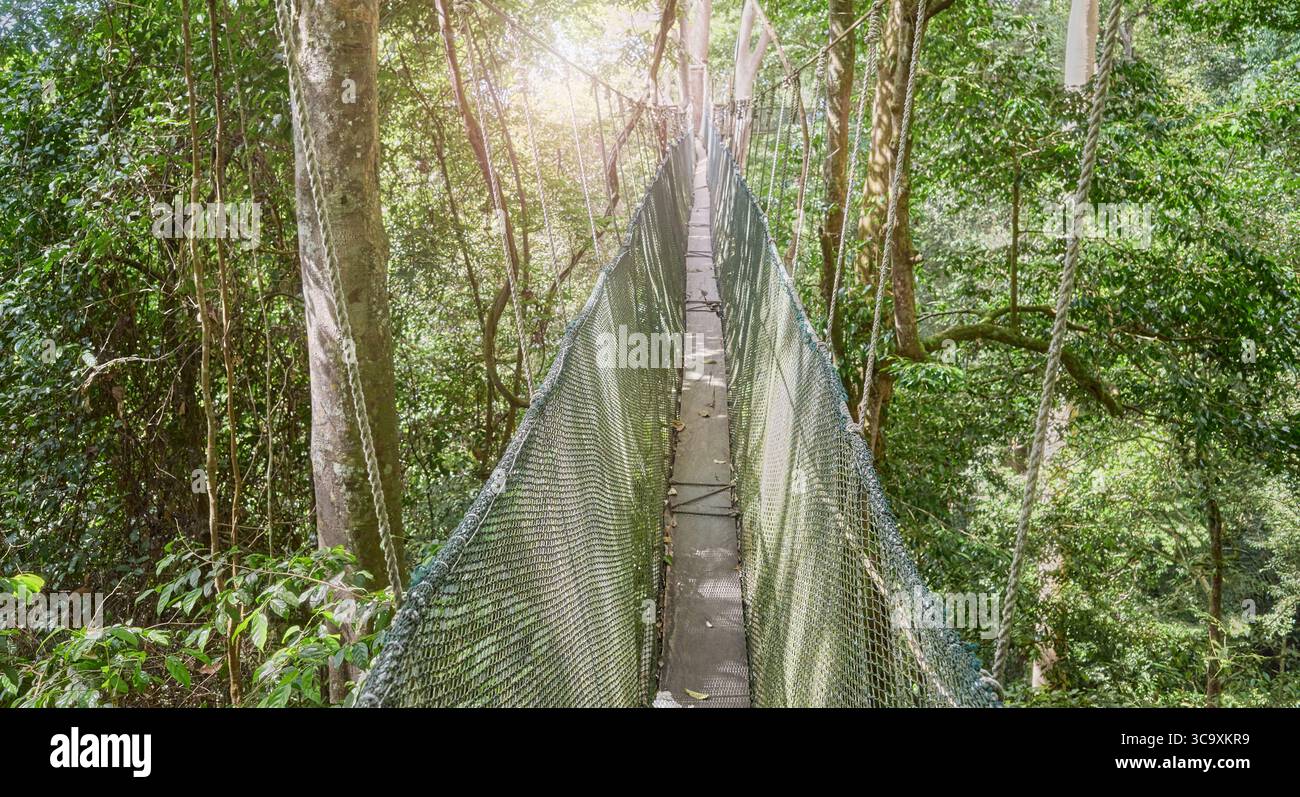 View of an evergreen rainforest canopy walkway, Borneo, Malaysia Stock ...