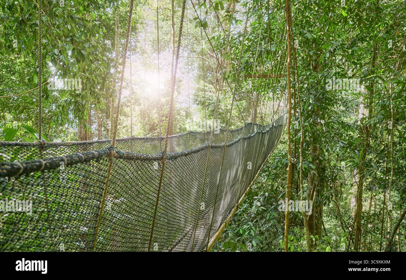 View of an evergreen rainforest canopy walkway, Borneo, Malaysia Stock ...