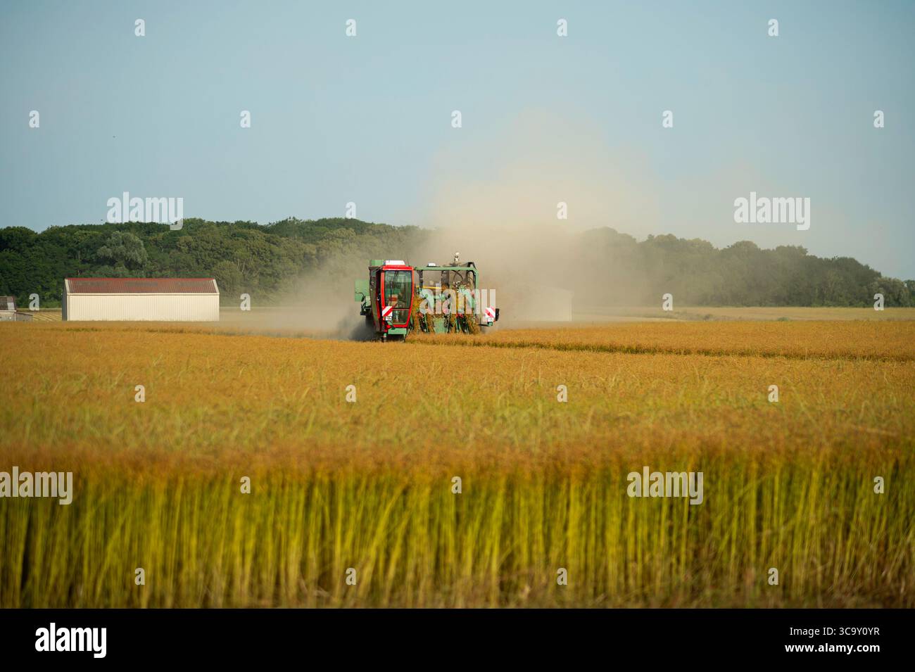 Dry flax in field hi-res stock photography and images - Alamy