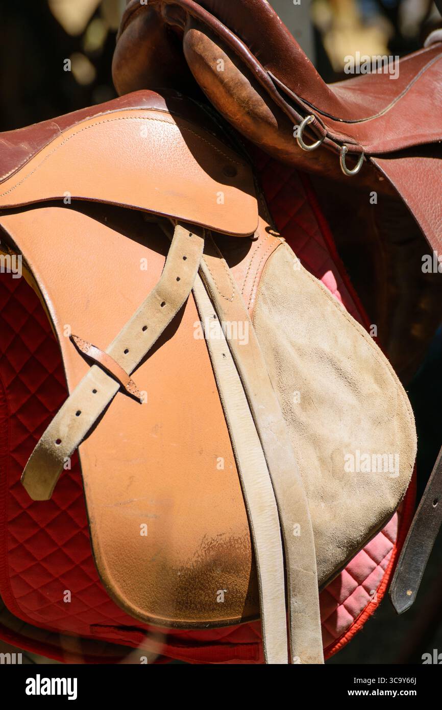 Saddle on a horse ready for riding, Animal Tack Stock Photo - Alamy
