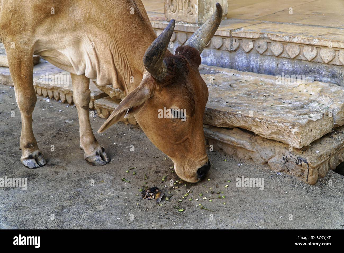 Jaisalmer, Rajasthan, North India, India, Asia, Cow feeding on stone ...