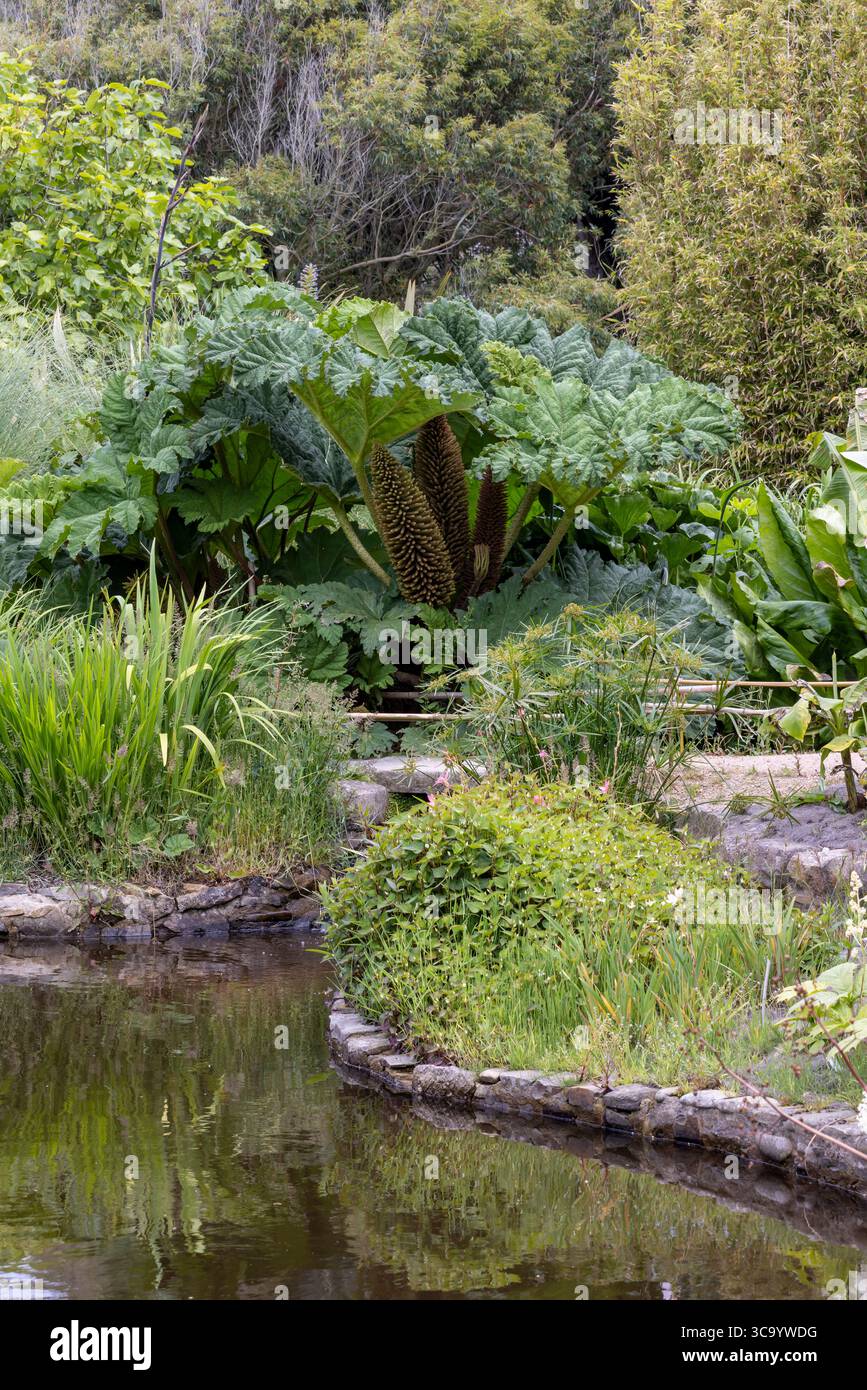 Hidden gem Botanic garden of Chateaux Vauville with Gunnera plants with ...