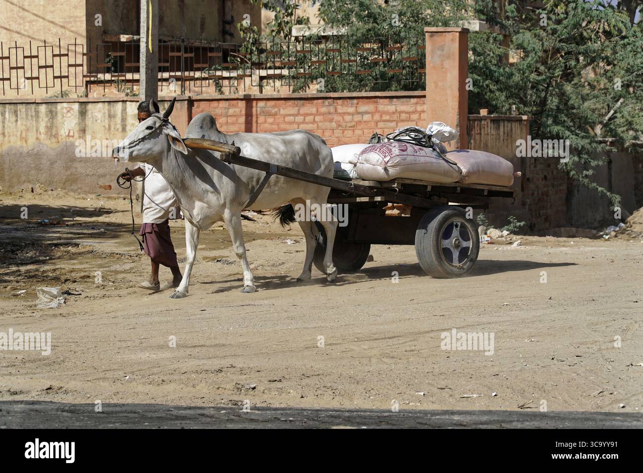 A bullock pulling a cart on a dusty road in a rural setting, Jaisalmer ...