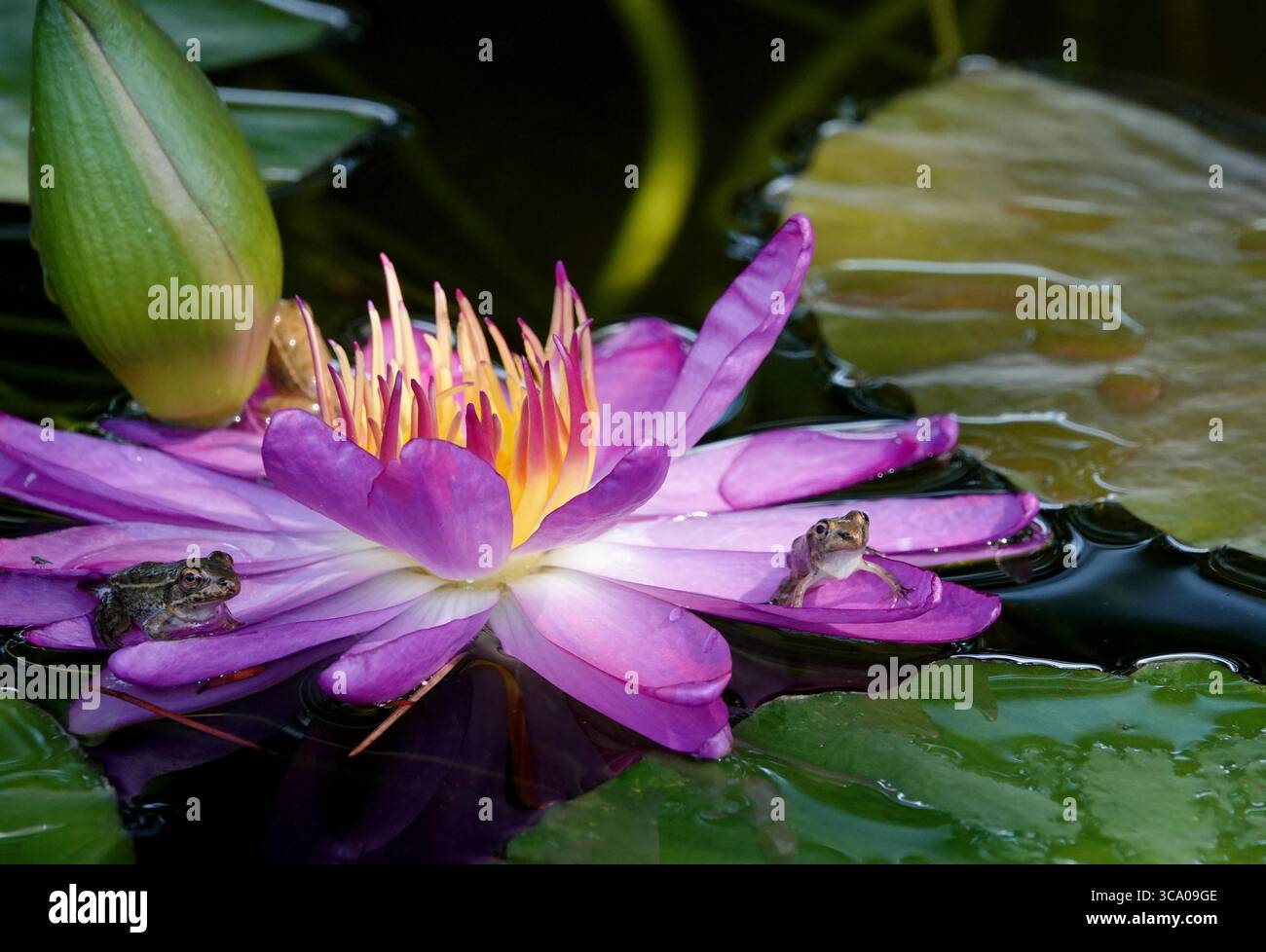 Water lilies bloom at the China National Botanical Garden in Beijing ...