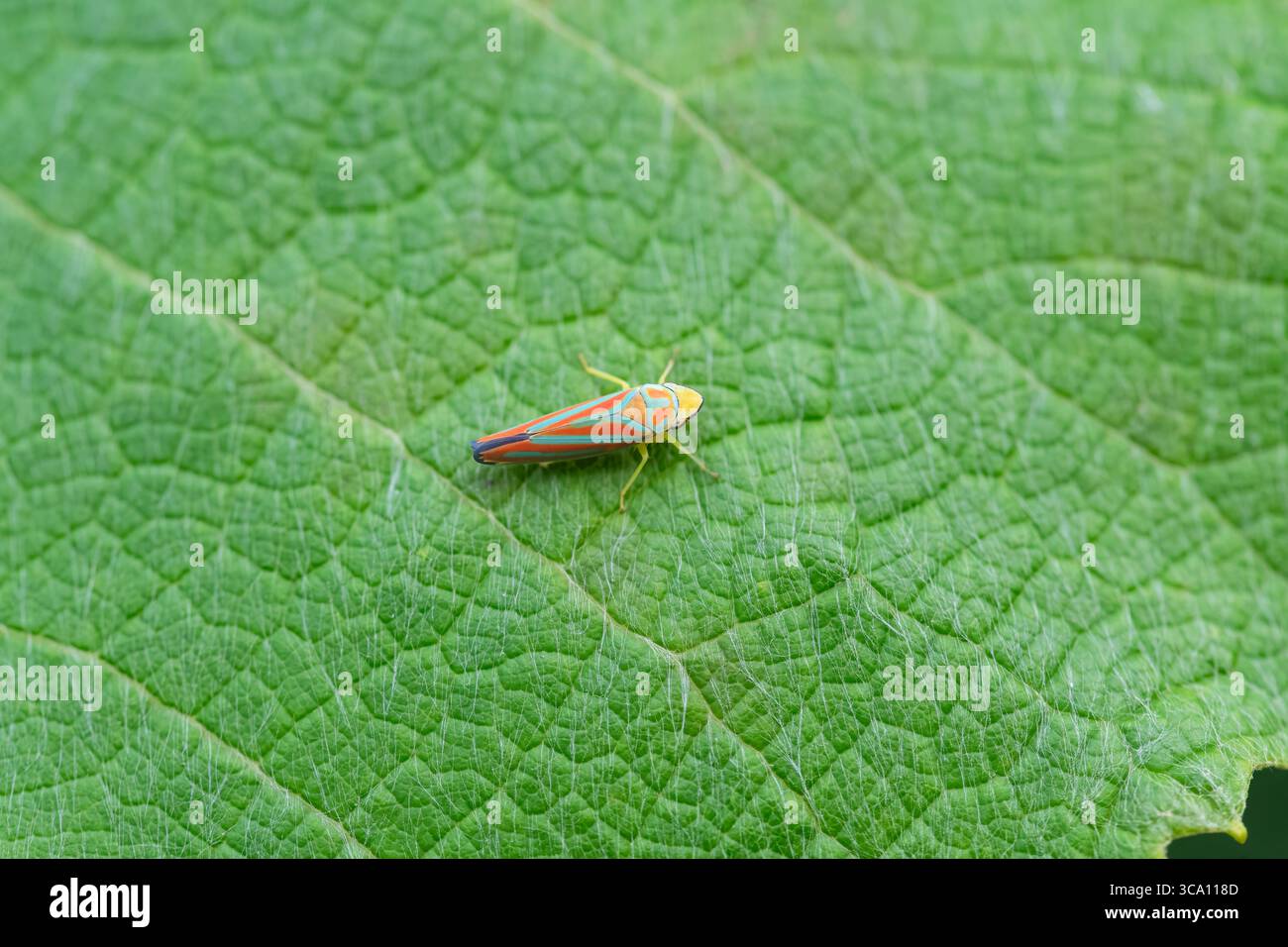 Closeup of a Grapevine Leaf Hopper copy Stock Photo - Alamy