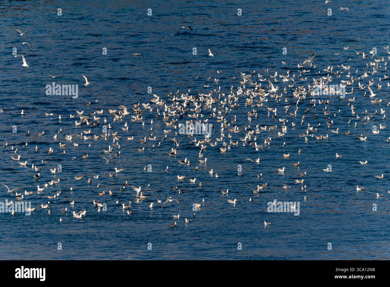 Flocking behavior in birds hi-res stock photography and images - Alamy