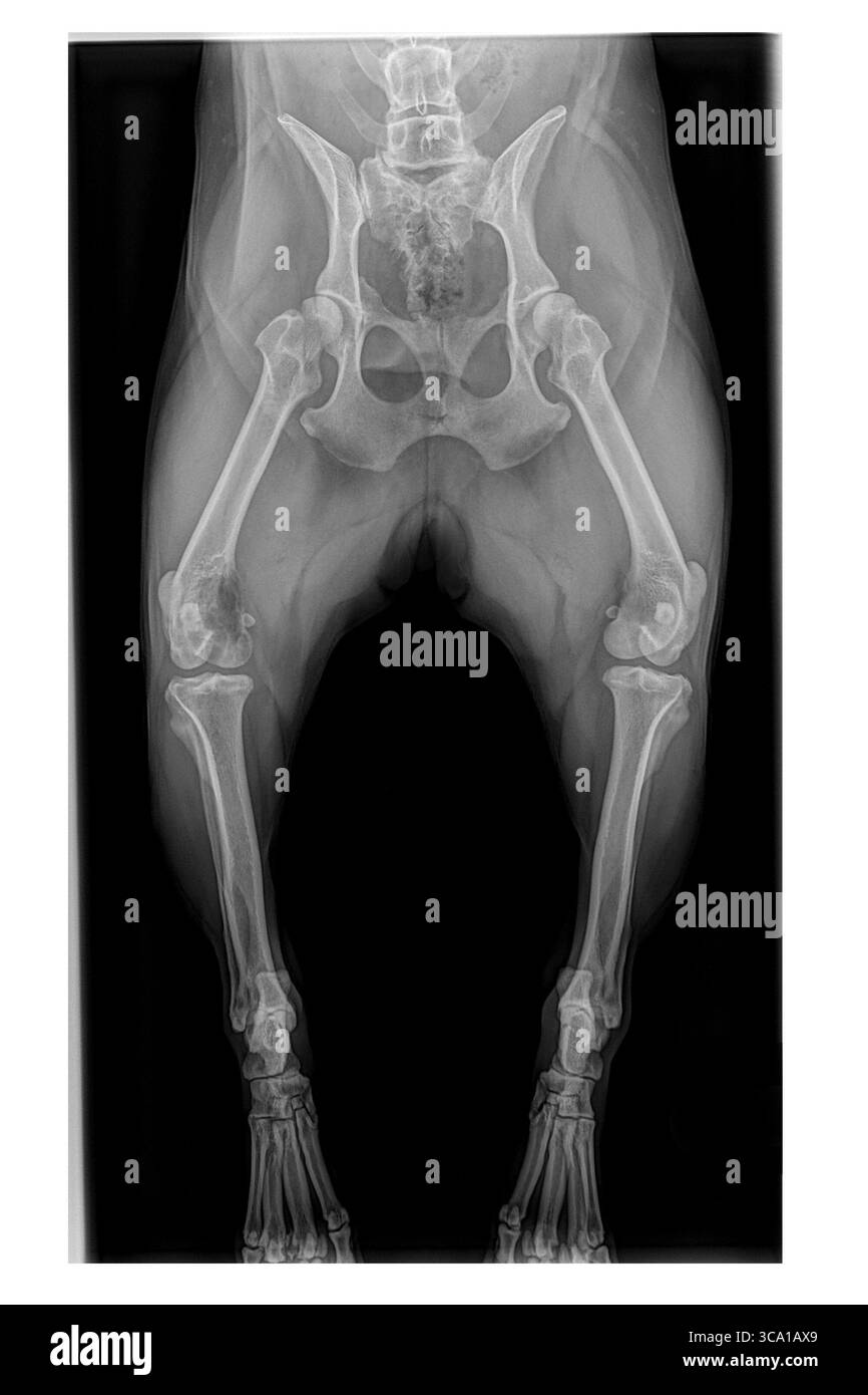 Medical ray french bulldog Black and White Stock Photos & Images - Alamy