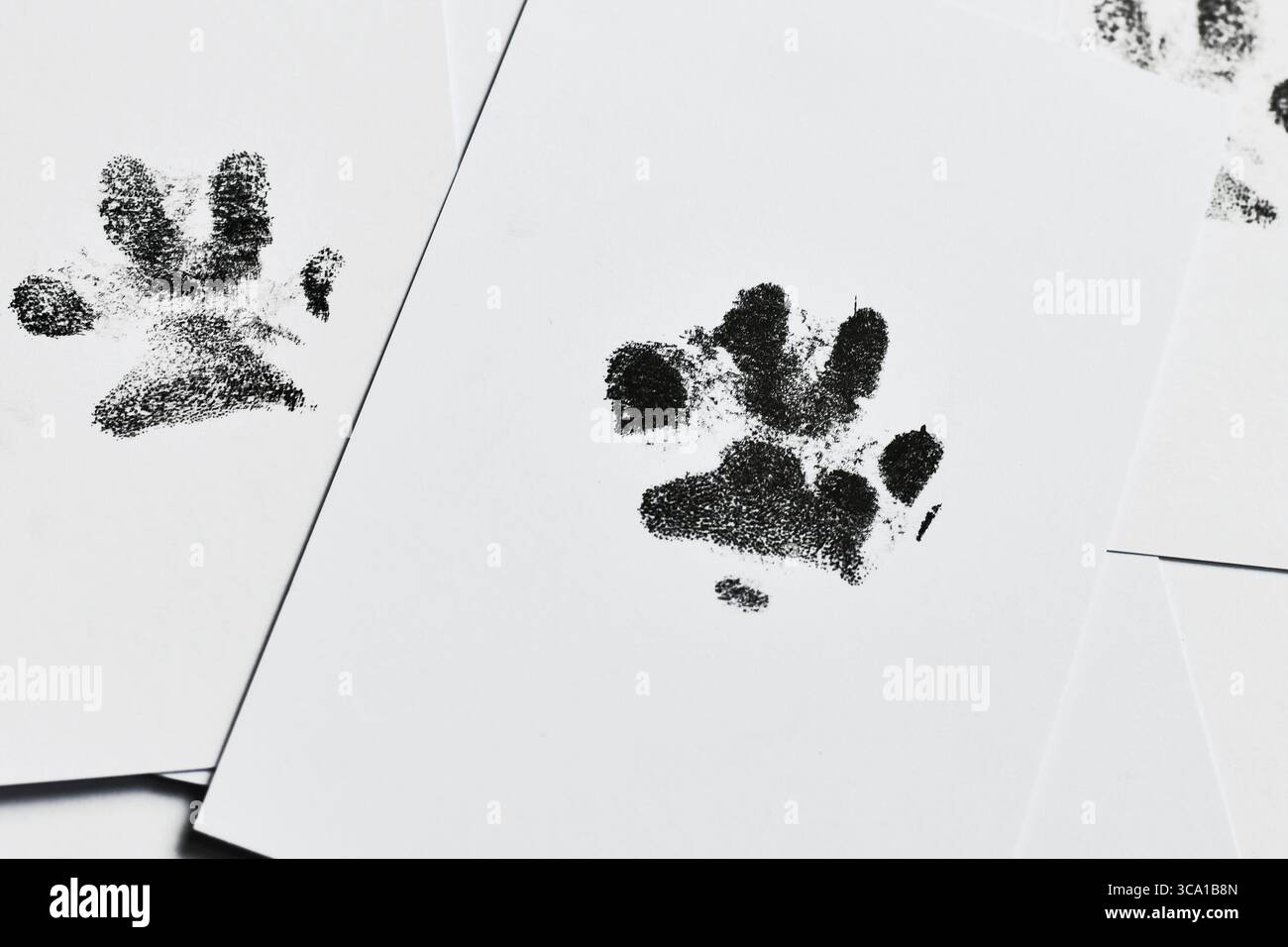 Dog paw prints on white paper. Close up pet keepsake as memory of ...
