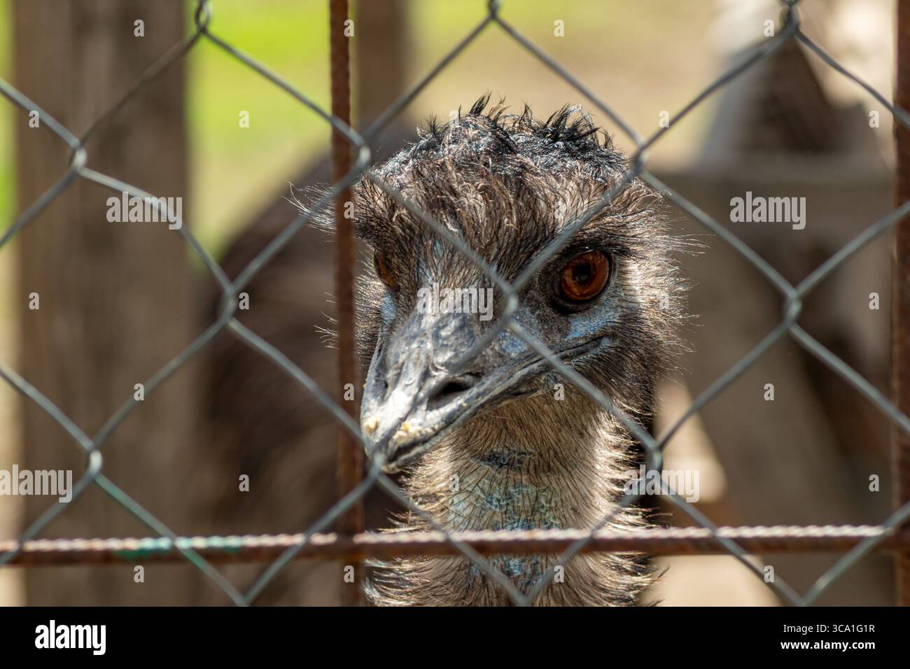 Emu looking through bars hi-res stock photography and images - Alamy