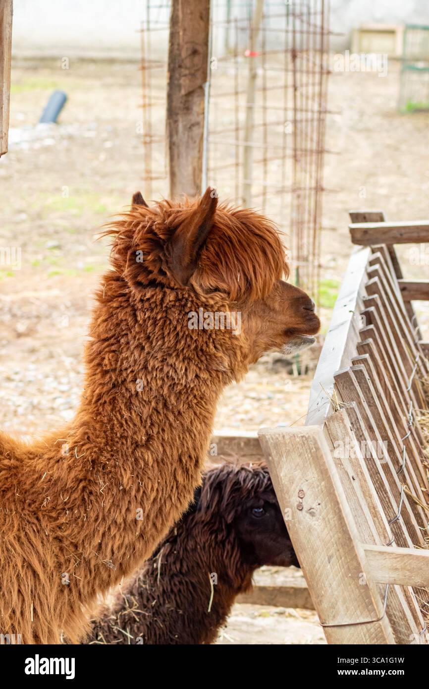 Fluffy young alpaca with long shaggy coat resting calmly near fence ...