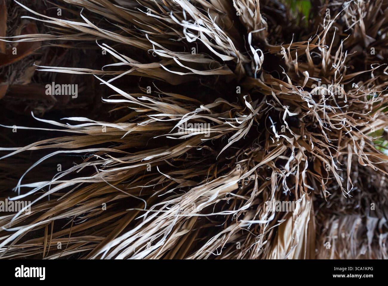 Dry edges of palm tree leaves, bottom view Stock Photo - Alamy