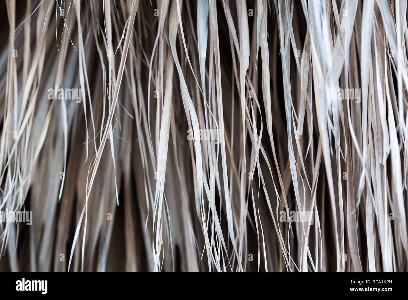 Dry edges of palm tree leaves, bottom view Stock Photo - Alamy