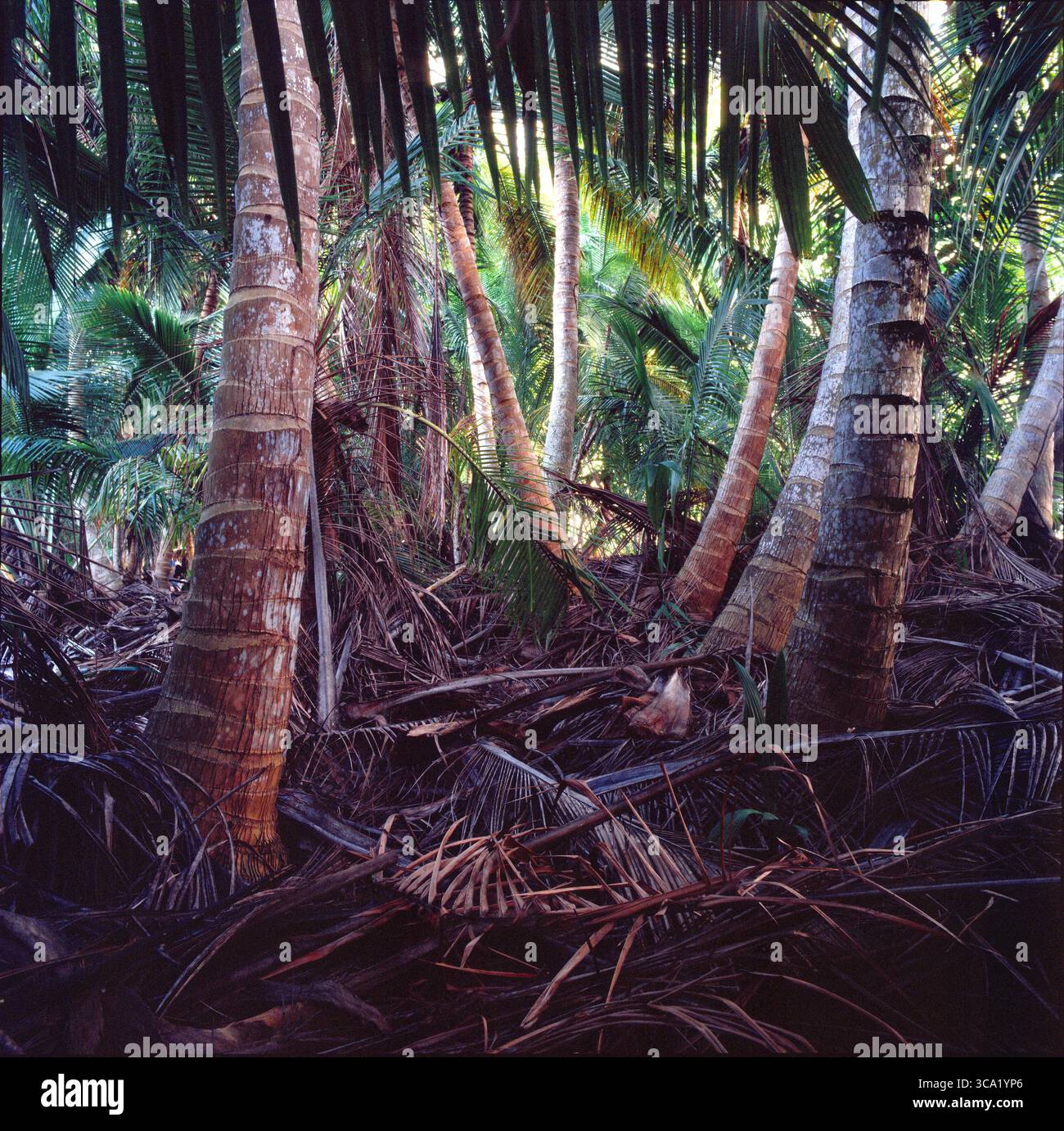 Jungle rats hi-res stock photography and images - Alamy