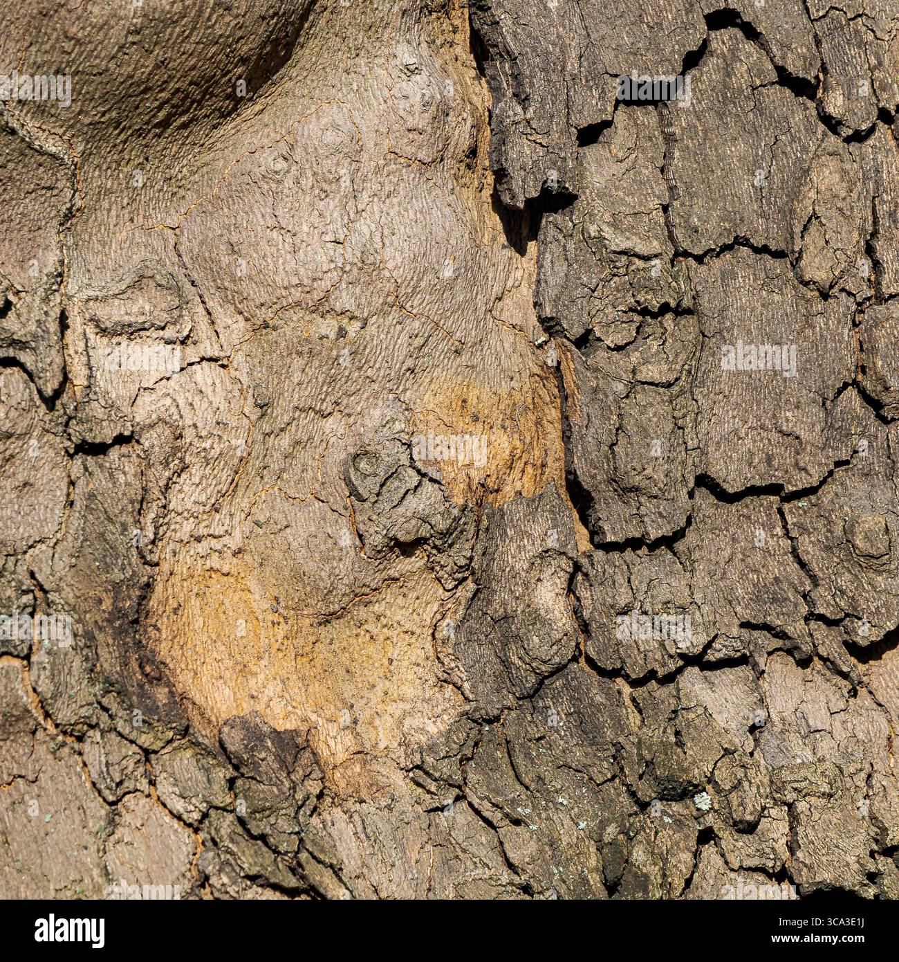 Macro of Tree Bark with Smooth and Cracked Texture Transition in Natural Light Stock Photo - Alamy