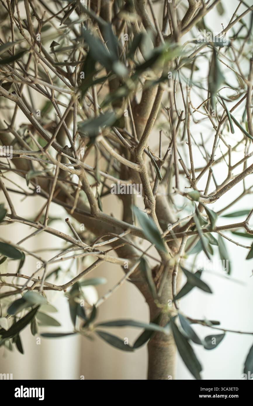 Olive tree with dense branches near beige curtain Stock Photo - Alamy