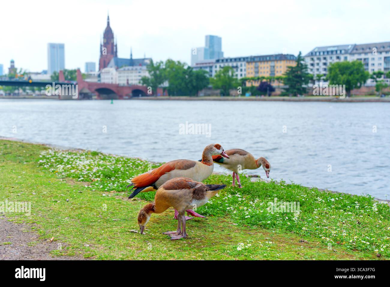 Ducks foraging on grassy riverbank hi-res stock photography and images ...