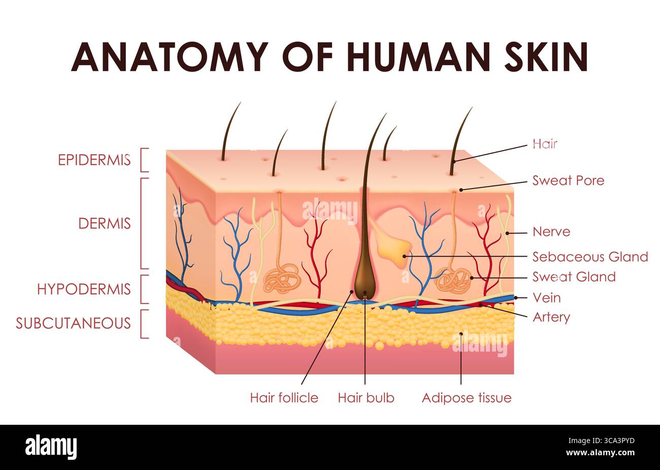 Human skin structure anatomy vector educational diagram showing detailed epidermis, dermis ...