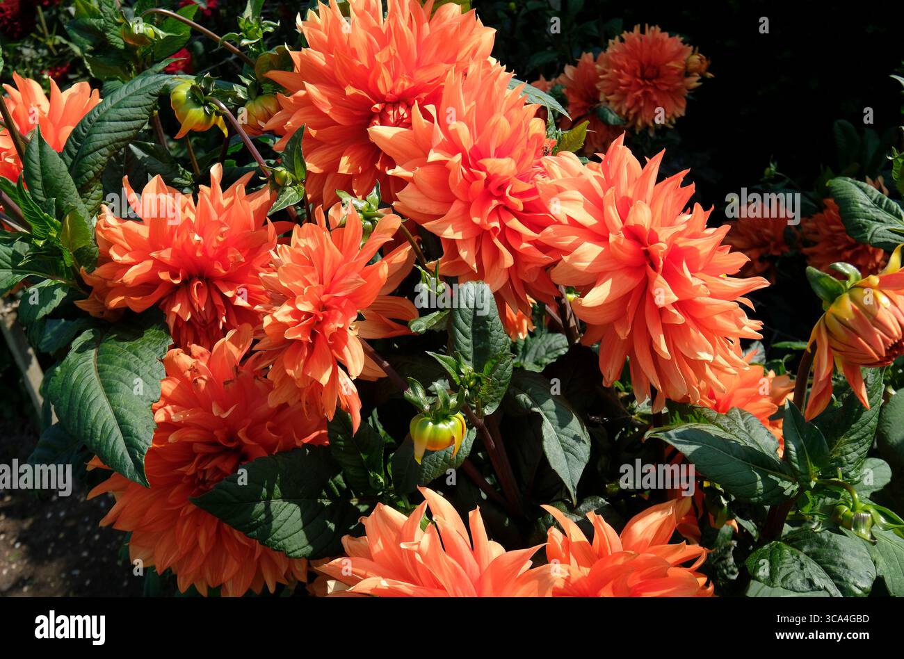 orange dahlia mrs eileen in an english garden, norfolk, england Stock ...