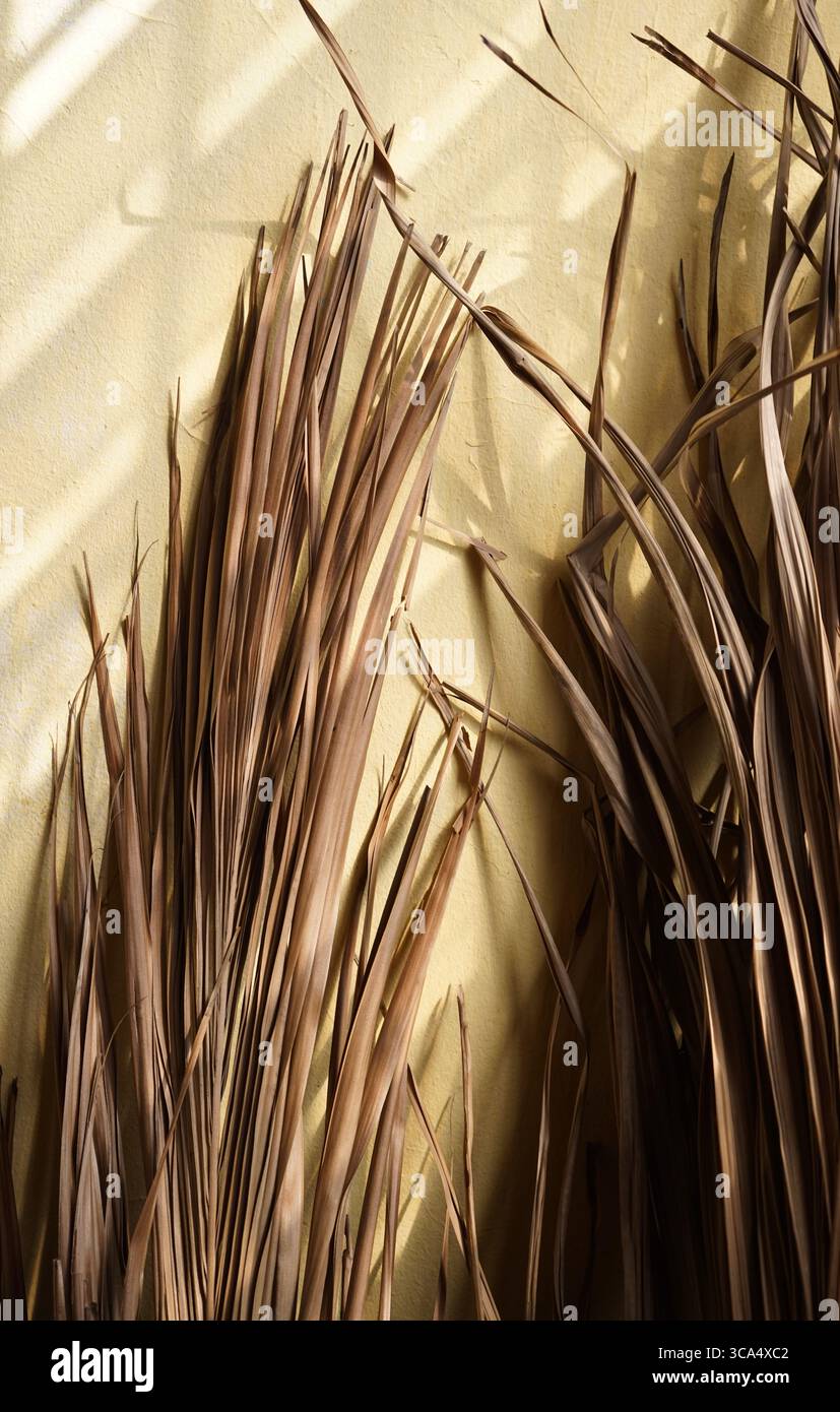Real photo dry palm leaf frond branch boho interior natural shadow ...
