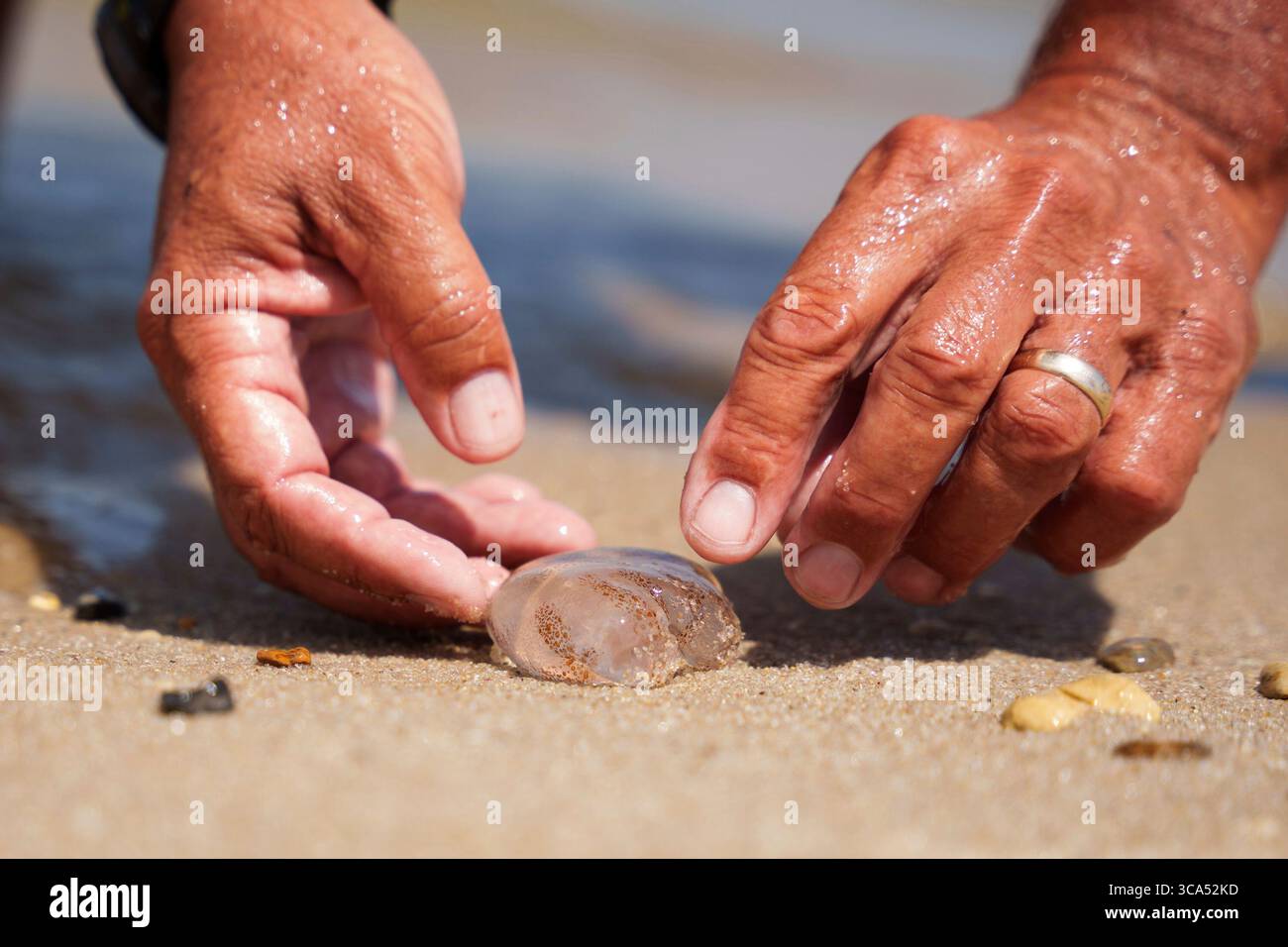 Lewes Beach Patrol Chief Mark Woodard rests a moon jellyfish on the ...