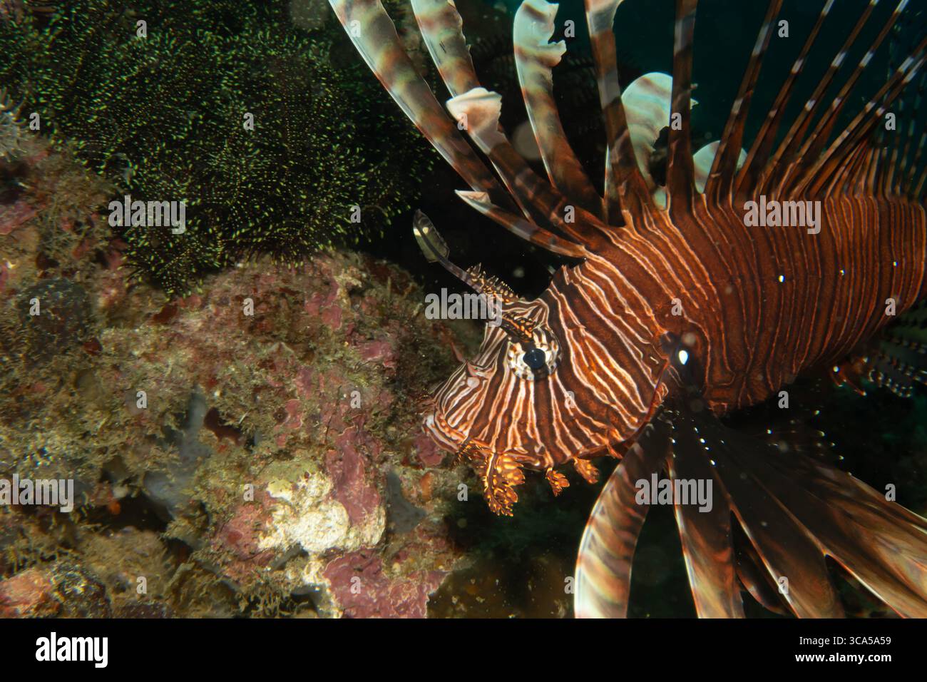 Red lionfish - one of the dangerous coral reef fish. Beautiful and ...