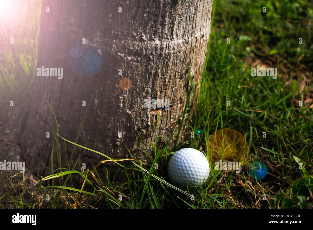 The golf ball fell at the base of a tree, creating an obstacle for ...
