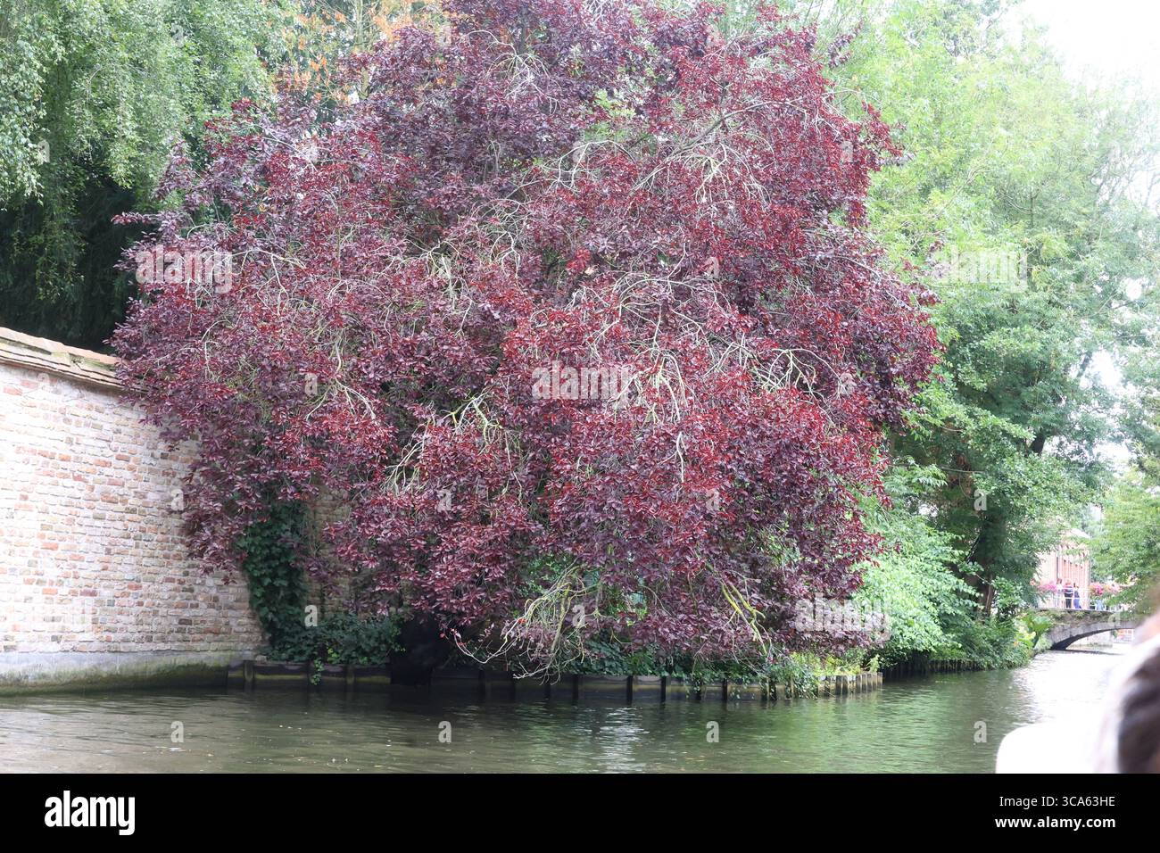 Prunus Cerasifera(Copper Beech) at Bruges, Belgium on 02nd August, 2025 ...