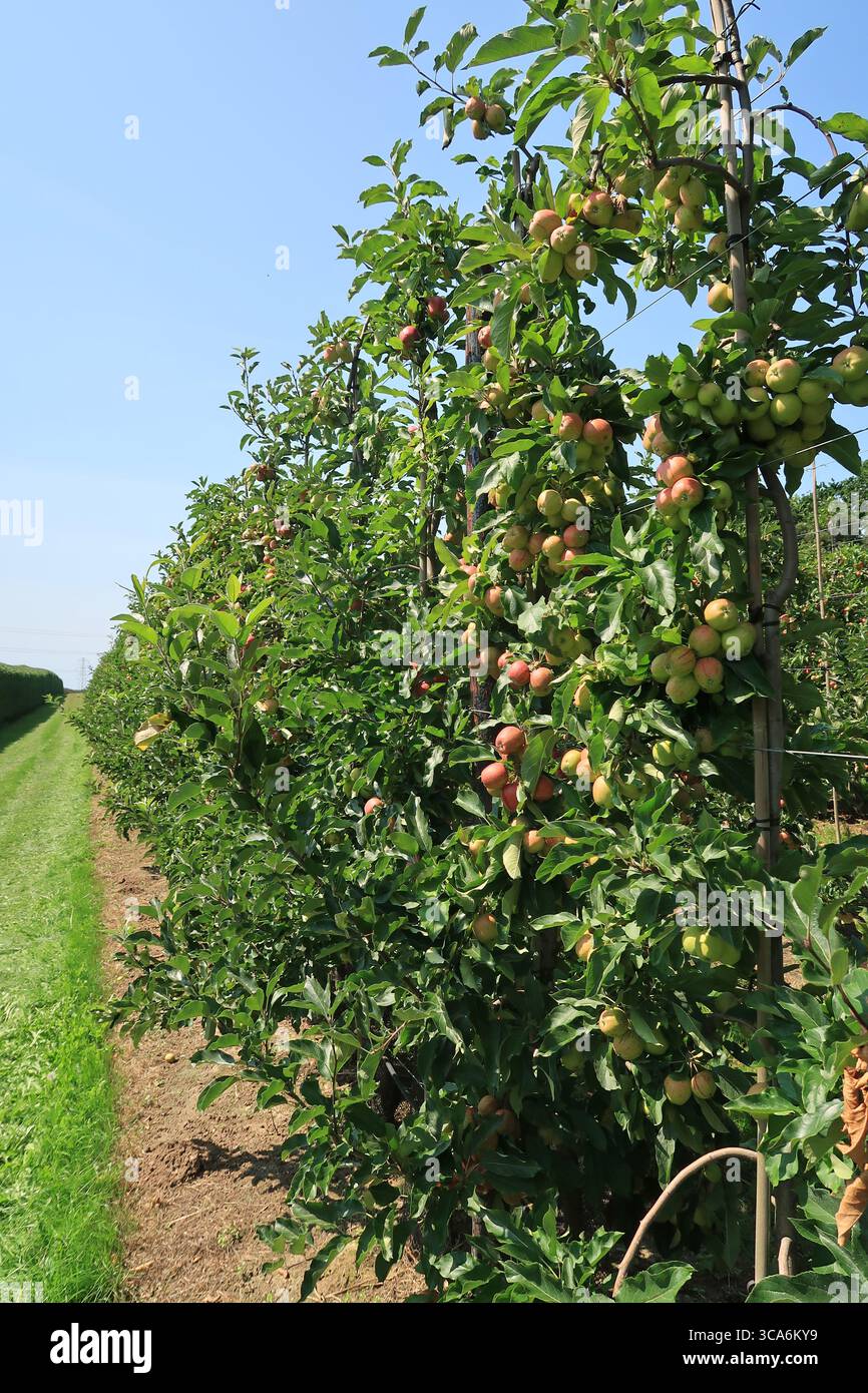Commercial apple orchard near Cobham in Kent, UK. Shows apples ready ...