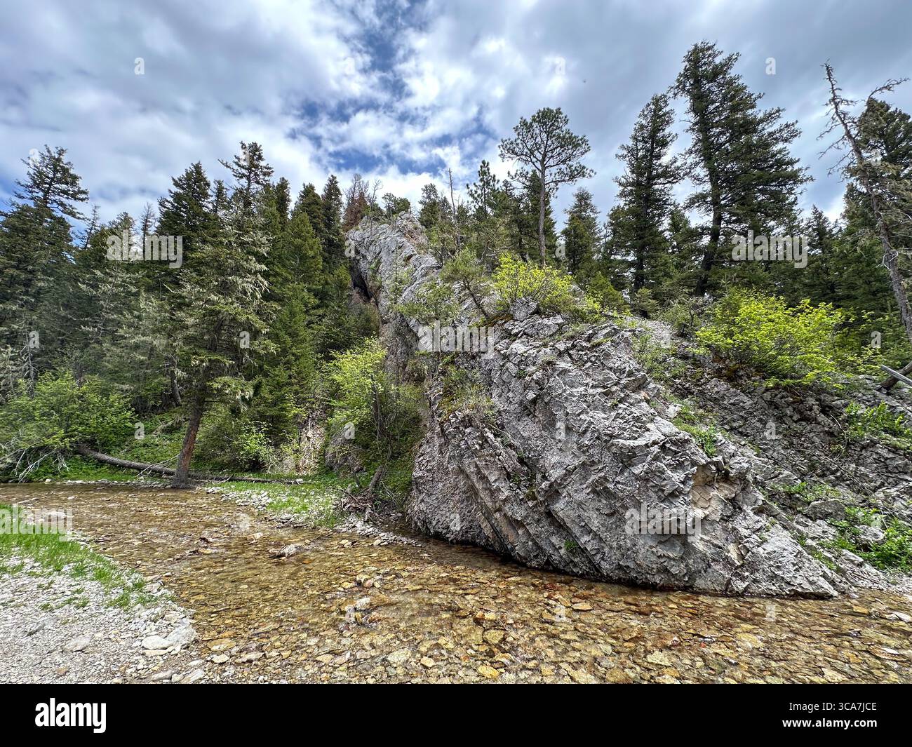 Forest stream surrounded conifer hi-res stock photography and images ...