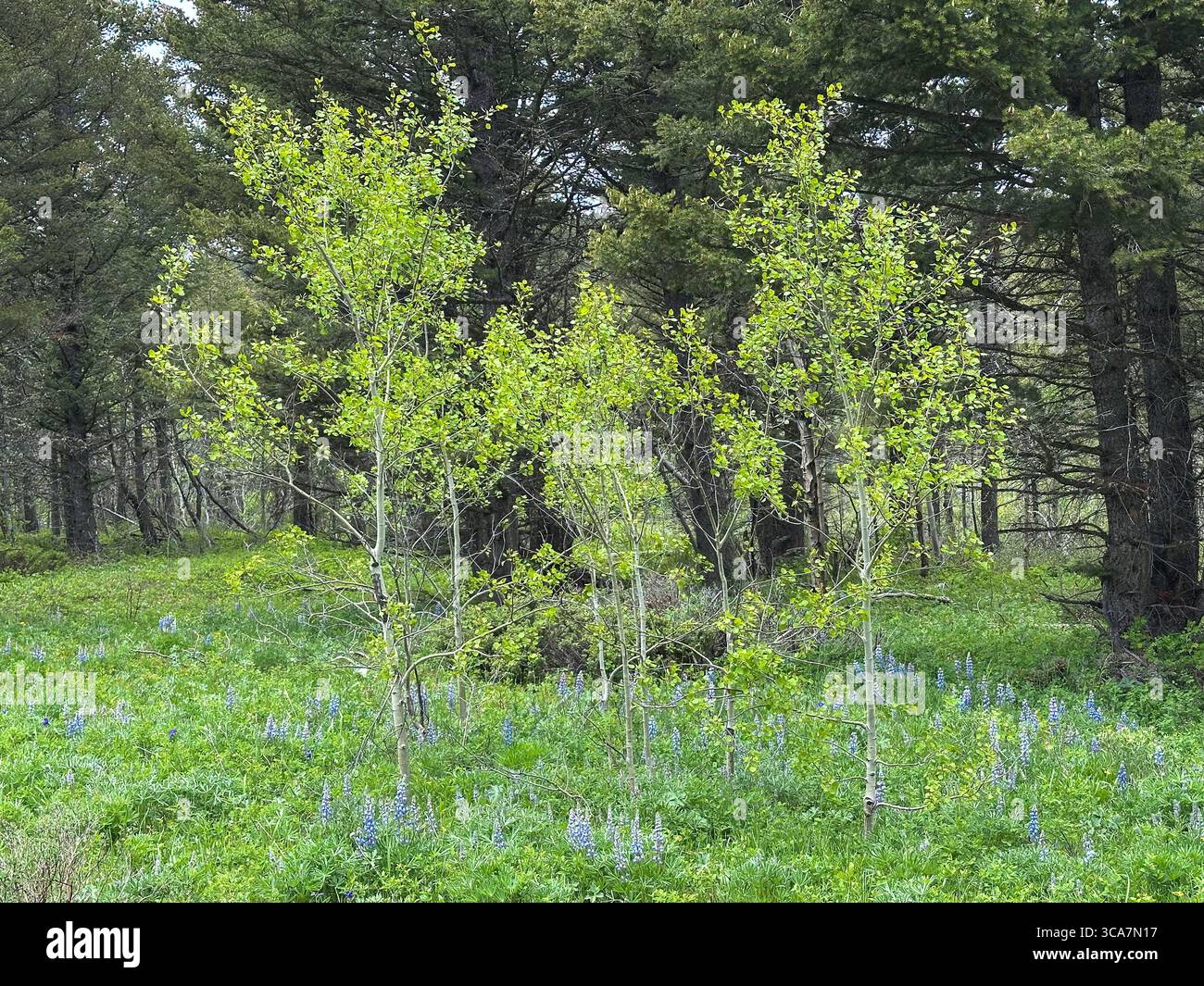 Grove aspen pine trees spring hi-res stock photography and images - Alamy
