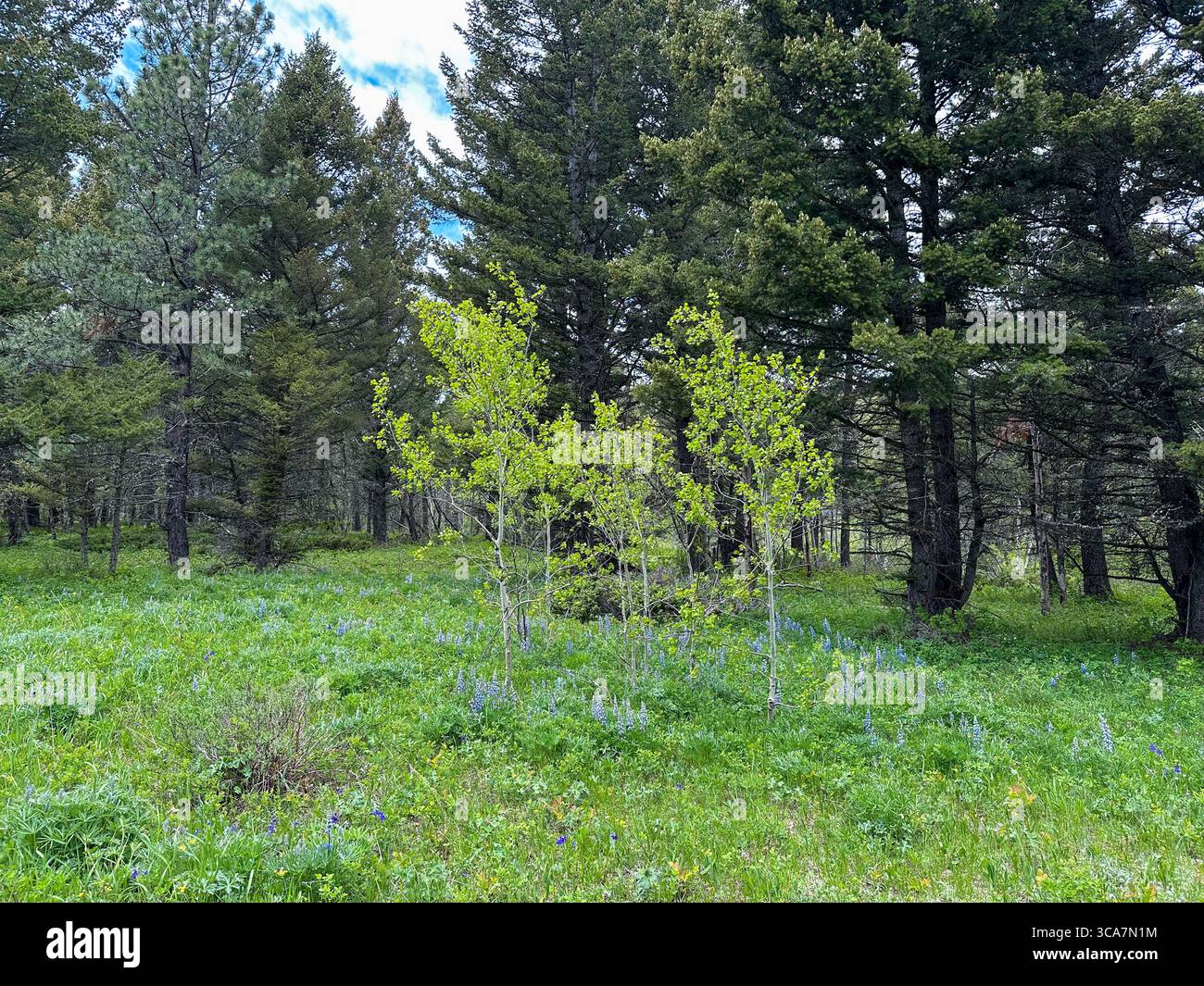 Aspen tree sapling hi-res stock photography and images - Alamy