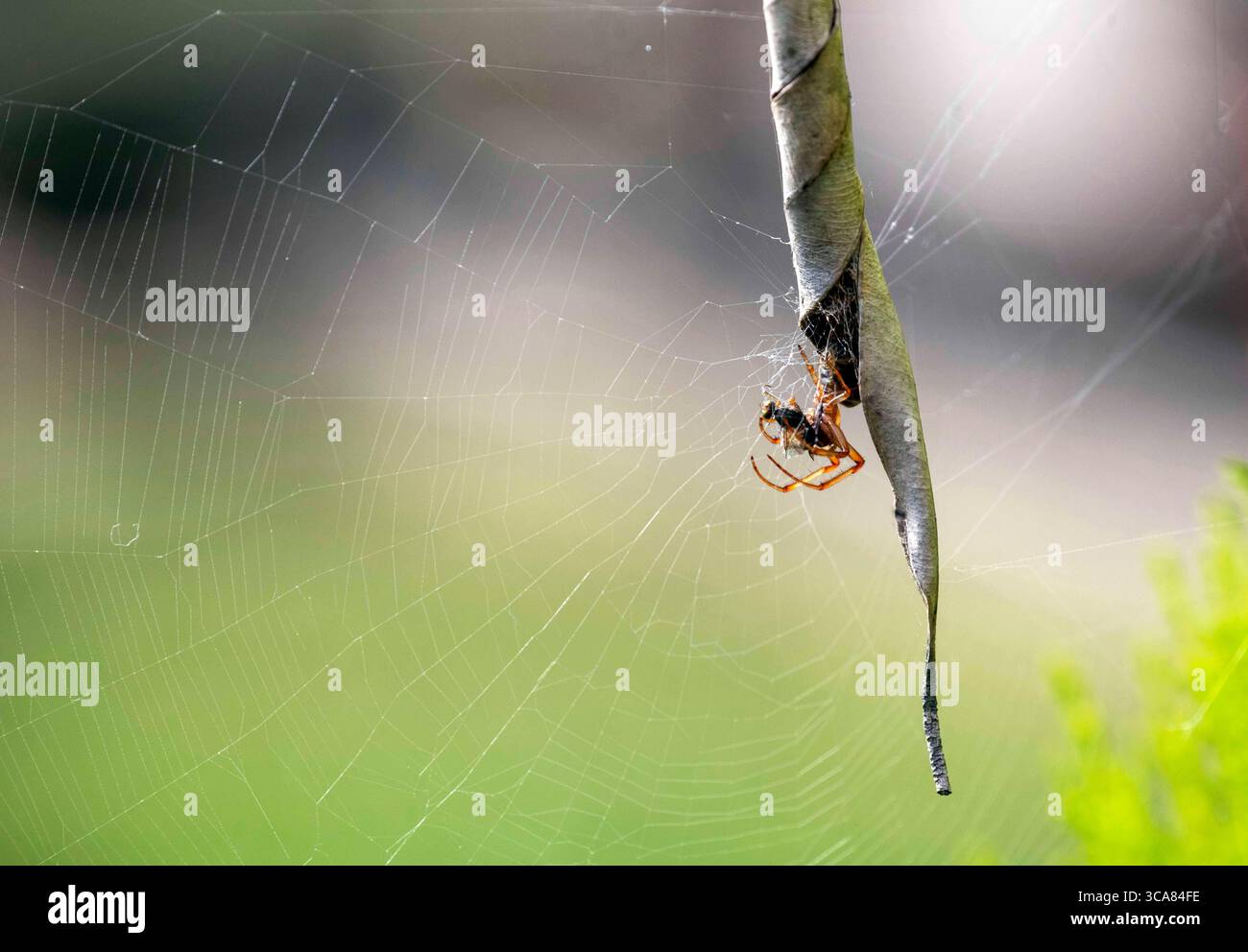 Australian funnel web spider prey hi-res stock photography and images ...