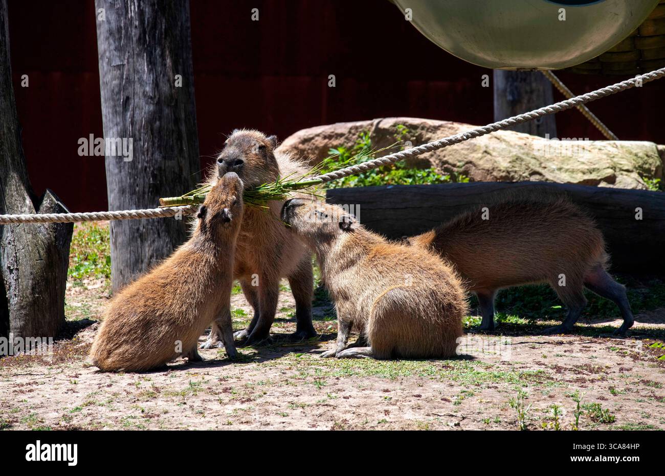 Giant cavy rodent native hi-res stock photography and images - Alamy