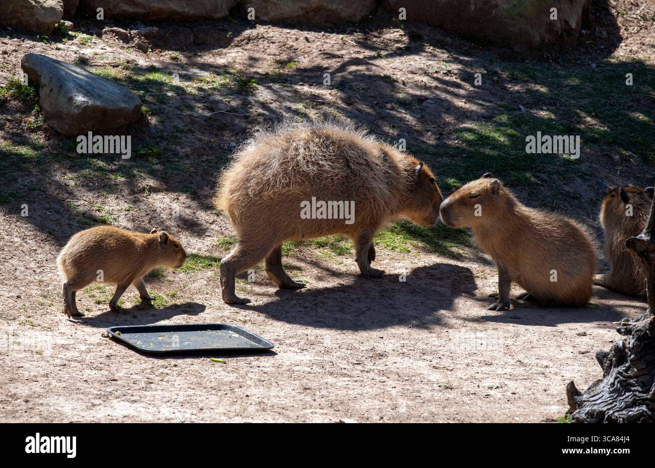 Capybaras hydrochoerus hydrochaeris native hi-res stock photography and ...