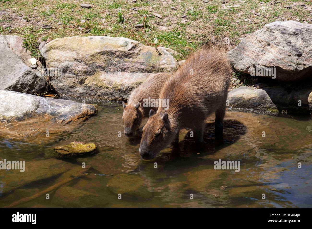 Giant cavy rodent native hi-res stock photography and images - Alamy