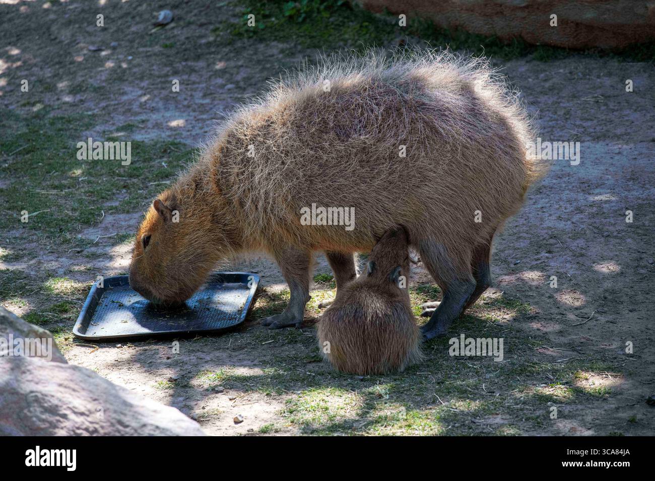 Giant cavy rodent native hi-res stock photography and images - Alamy