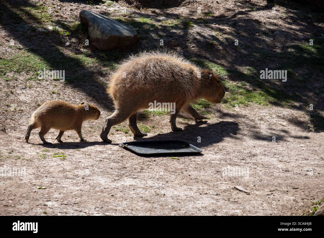 Giant cavy rodent native hi-res stock photography and images - Alamy