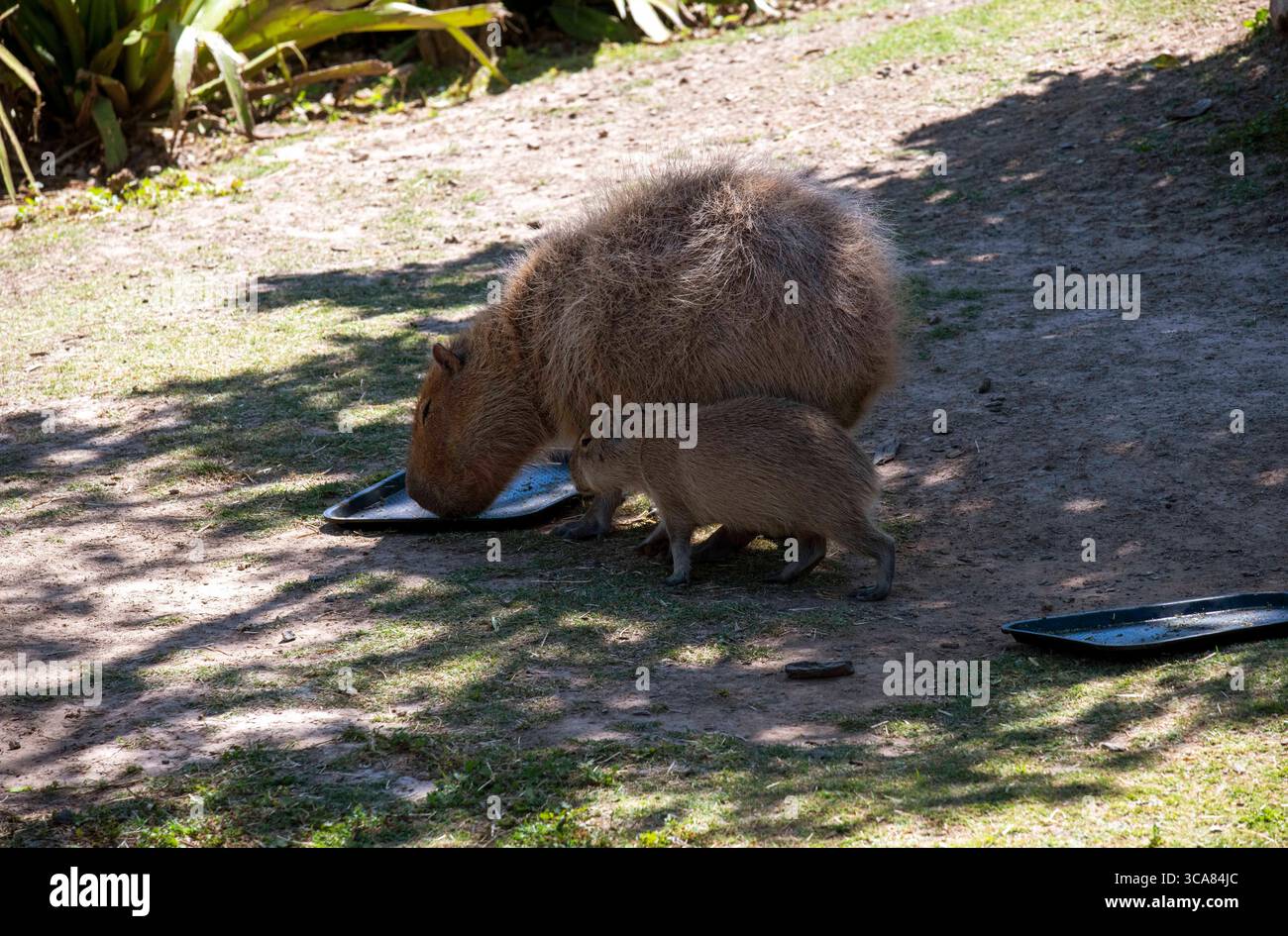 Giant cavy rodent native hi-res stock photography and images - Alamy