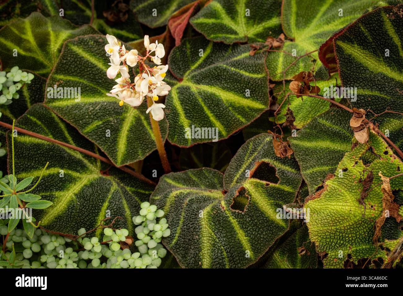 Natural close up flowering textured plant portrait of Begonia soli ...