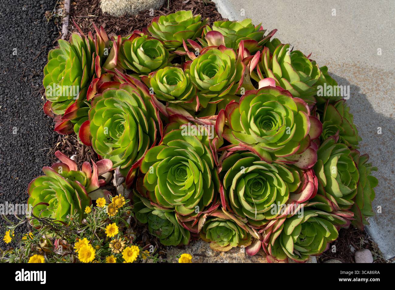 Aeonium 'Cyclops' (Giant Red Aeonium) is shown Stock Photo - Alamy