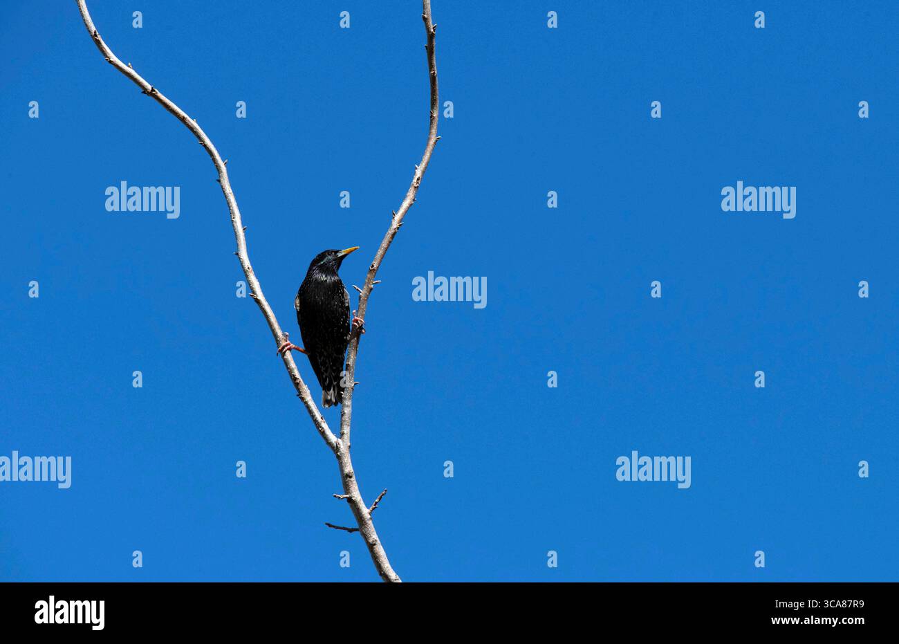 Starling searching seeds on bird hi-res stock photography and images ...