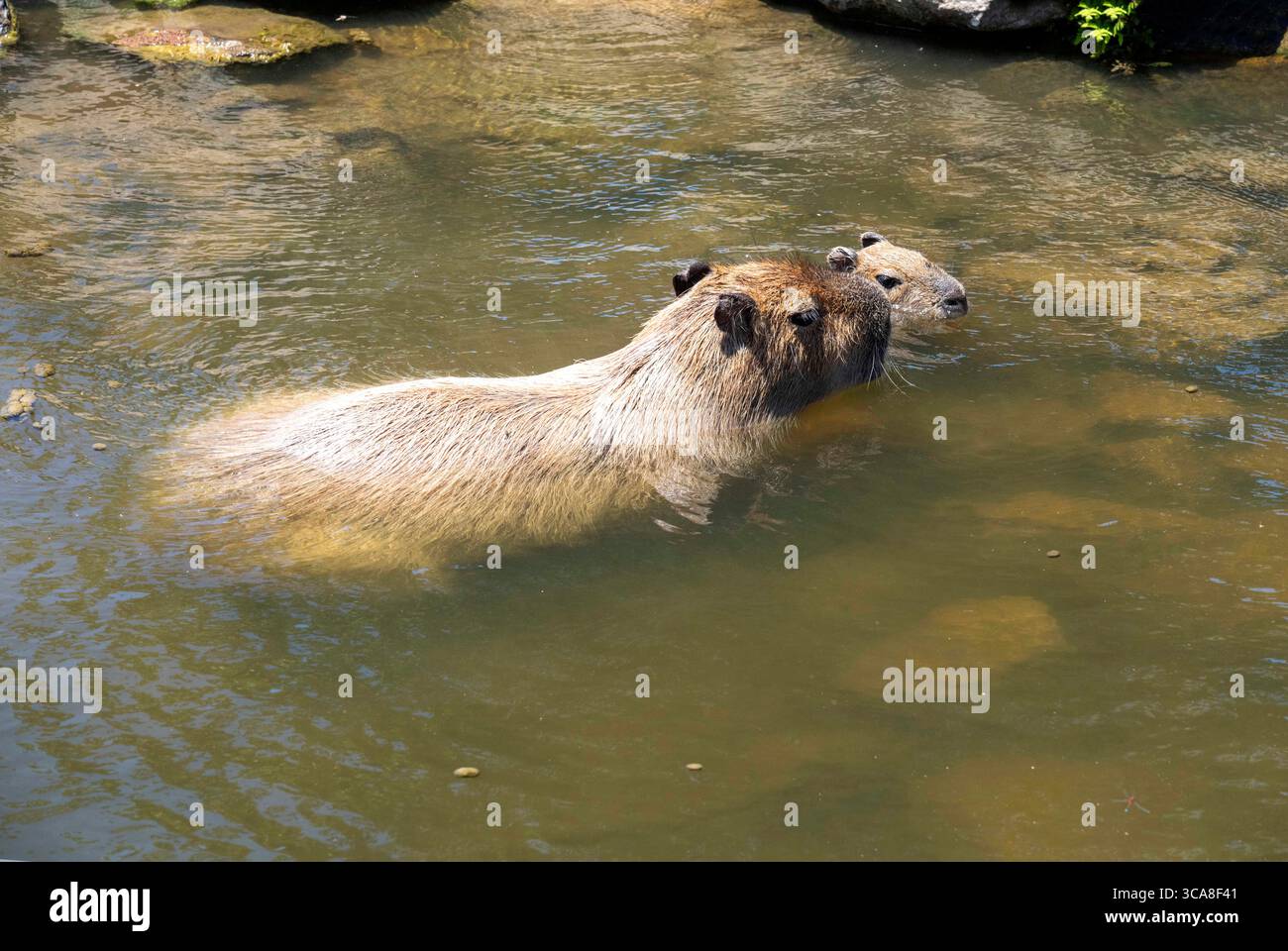 Giant cavy rodent native hi-res stock photography and images - Alamy