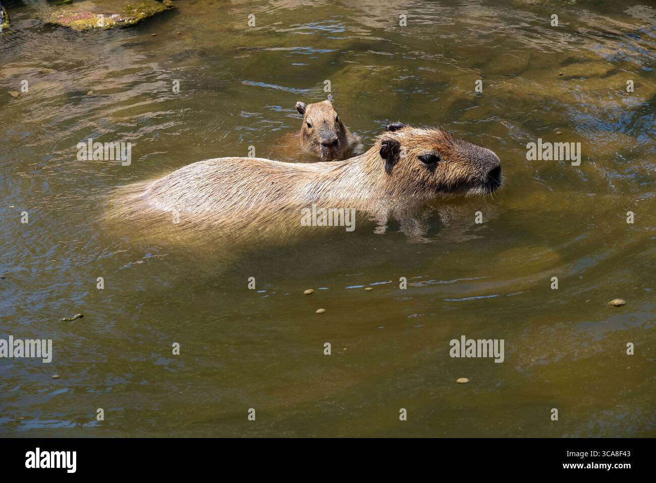 Capybara in sydney australia hi-res stock photography and images - Alamy