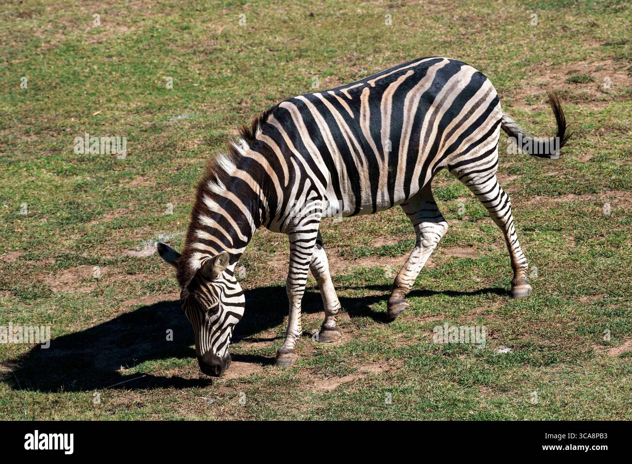 Most common and geographically widespread species hi-res stock ...