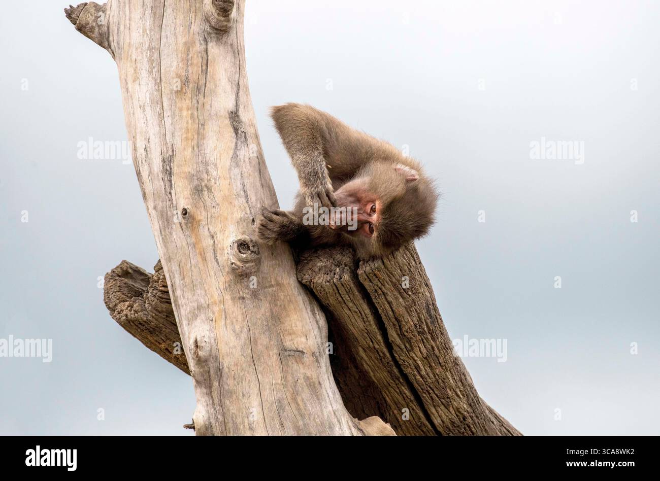Baboon buttocks hi-res stock photography and images - Alamy