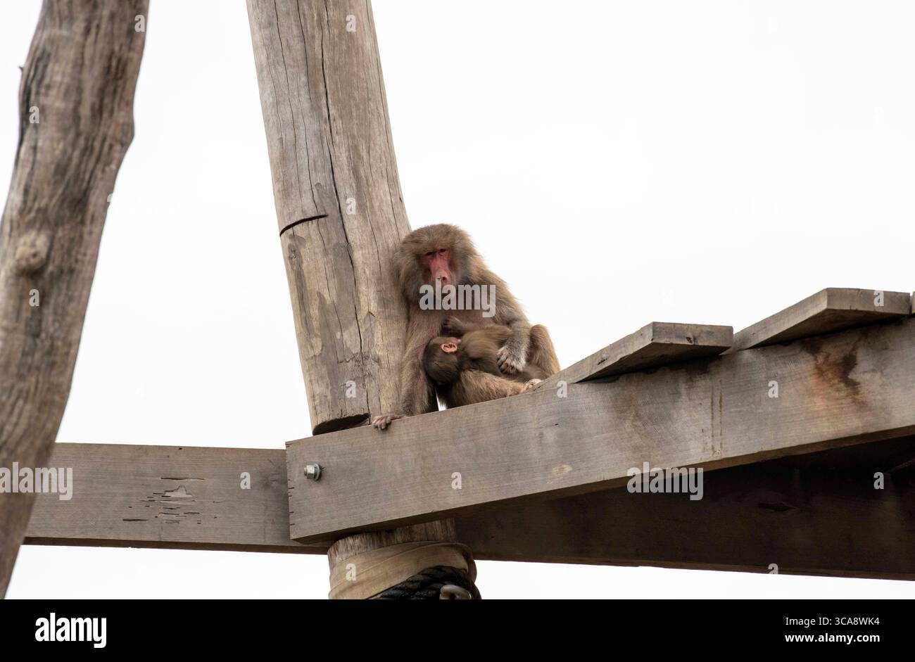 Baboon buttocks hi-res stock photography and images - Alamy
