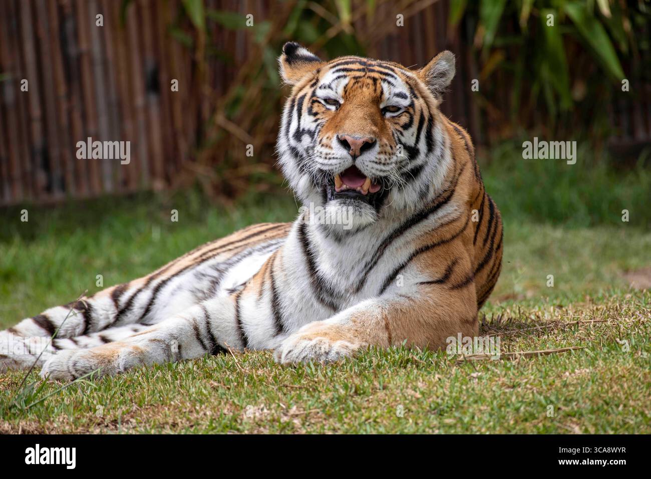 Bali tiger extinct hi-res stock photography and images - Alamy